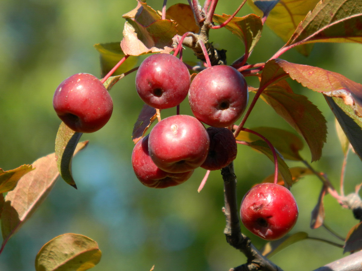 LA MULTI ANI, ROMANIA!: Merisoare