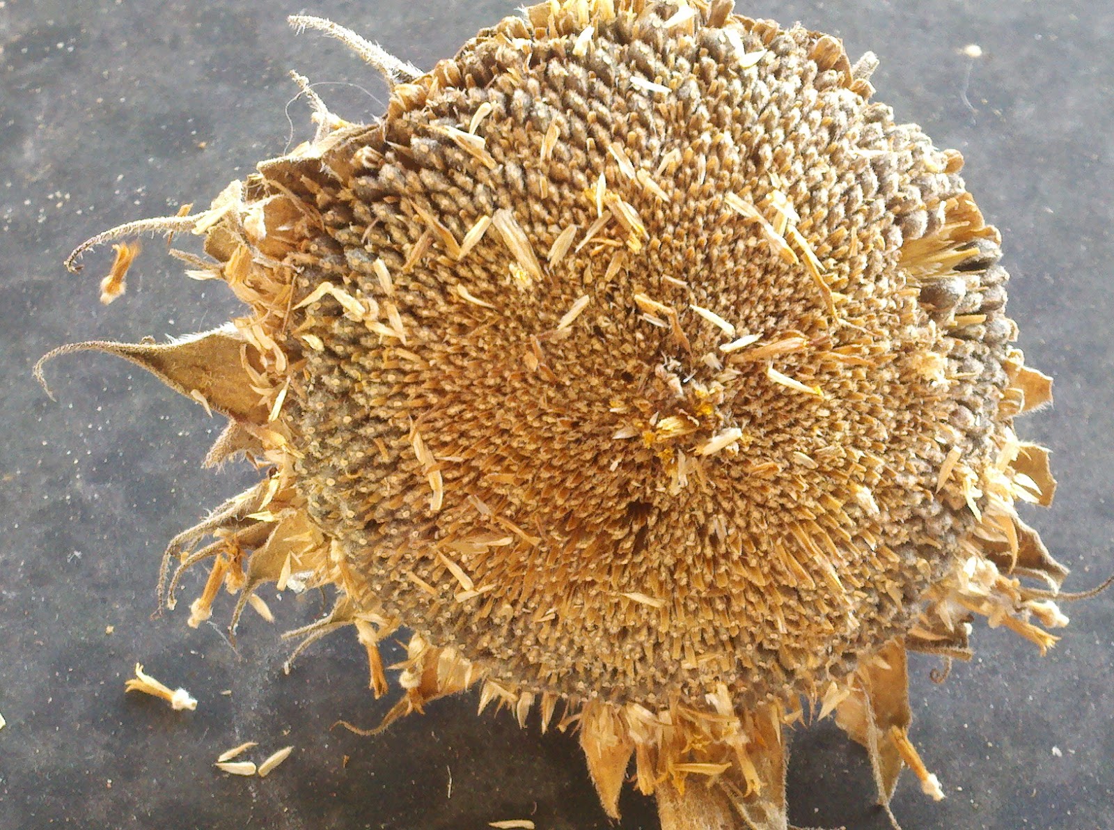 Debitoville-farm: SELF NURTURING