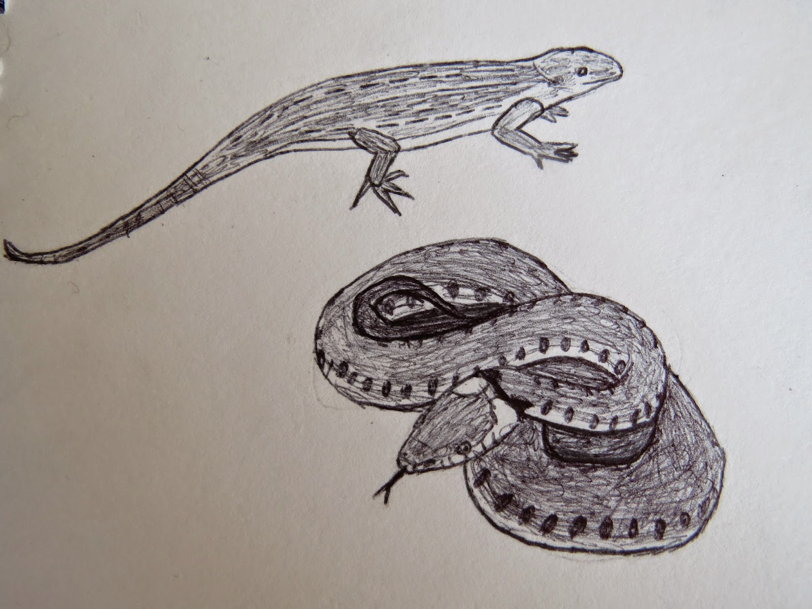 The Autistic Naturalist: How To Draw: Lizards and Snakes