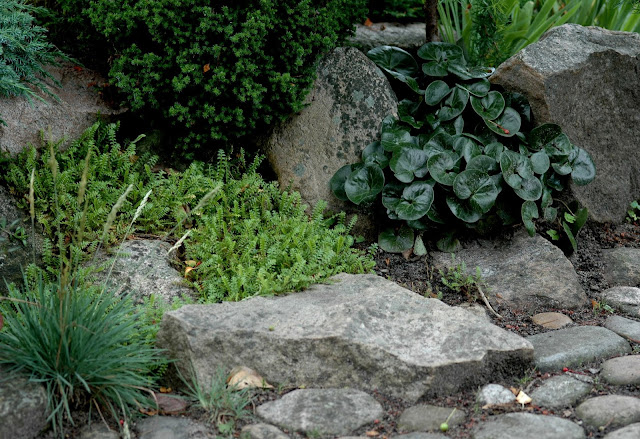 HAVETID: Havens sten og planter.