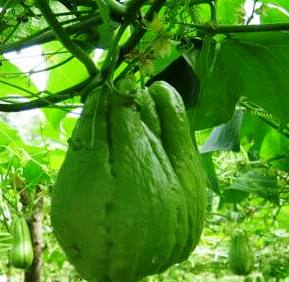 Lamagaon A beautiful village