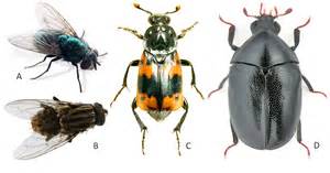 Entomología Forense: julio 2017