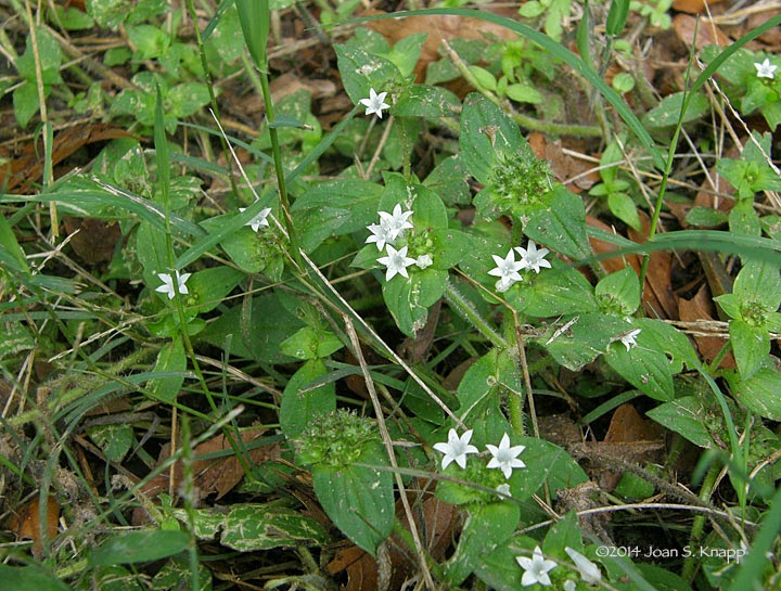 Anybody Seen My Focus?: Rough Mexican Clover/Florida Pusley (Richardia ...
