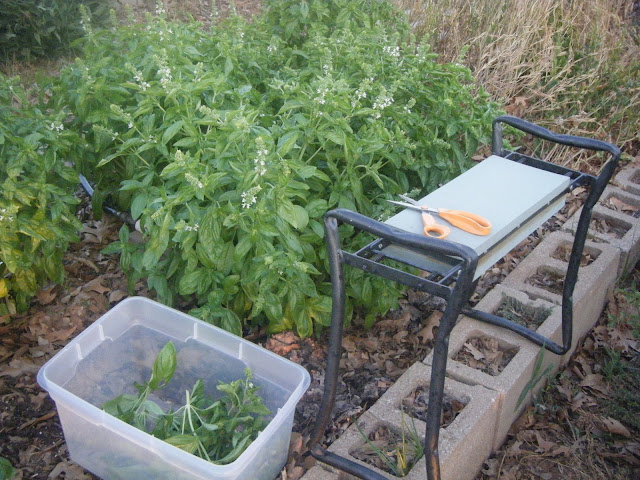 Windy Acres Diary: Overgrown Basil