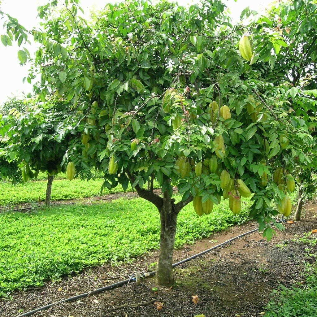 MODOS DE OLHAR: Carambola (Averrhoa carambola)