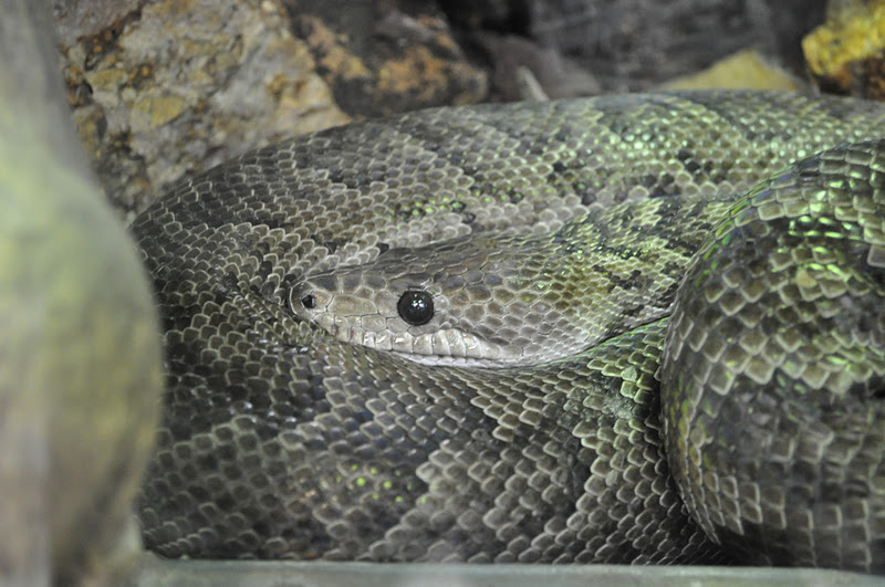 ZOOTOGRAFIANDO (6.100 ANIMALS): BOA DE CUBA / CUBAN TREE BOA ...