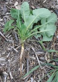 Herbs-Treat and Taste: RAMPION BELLFLOWER - ORNAMENTAL, HERB AND ...