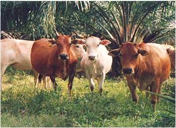 Veterinary Information : Cow Breed: Kedah-Kelantan (KK)