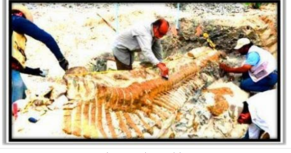 Pengertian Fosil - SIAP UJIAN