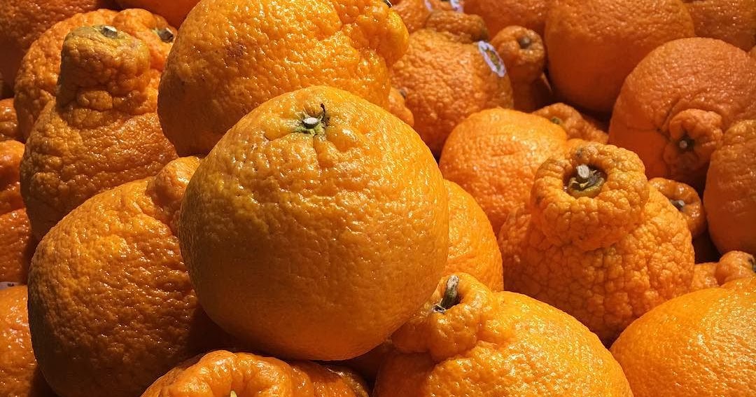 Citrus Enthusiast: Objects of Desire: Sumo/Dekopon