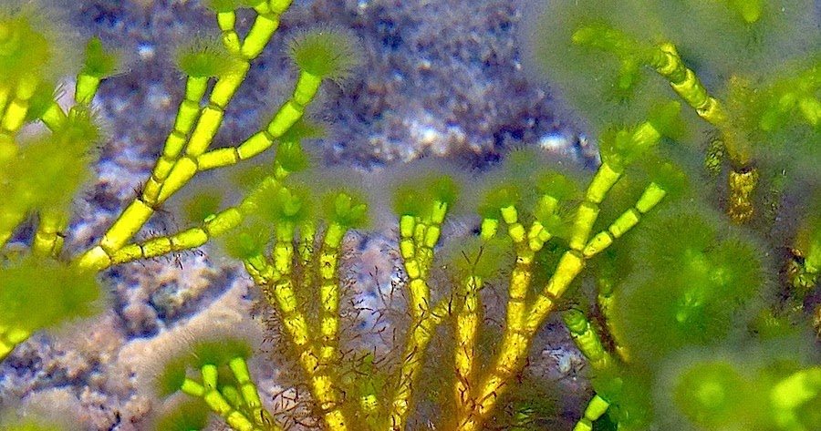 Rafael Microfauna Marina: Cymopolia barbata (Algas verdes)