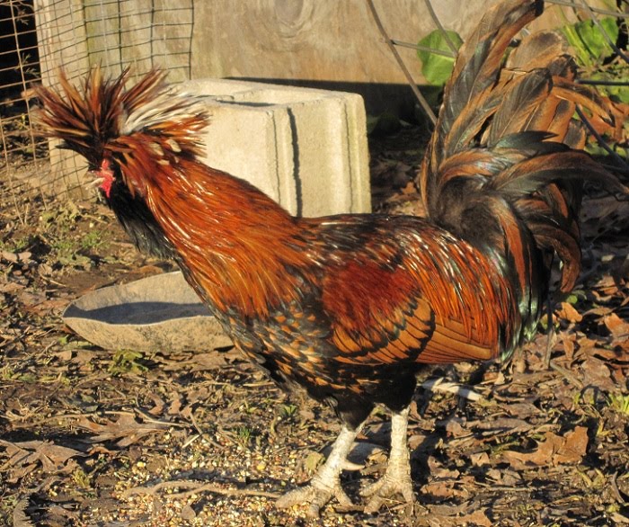 Ruthlynn's World: Toppy Rooster
