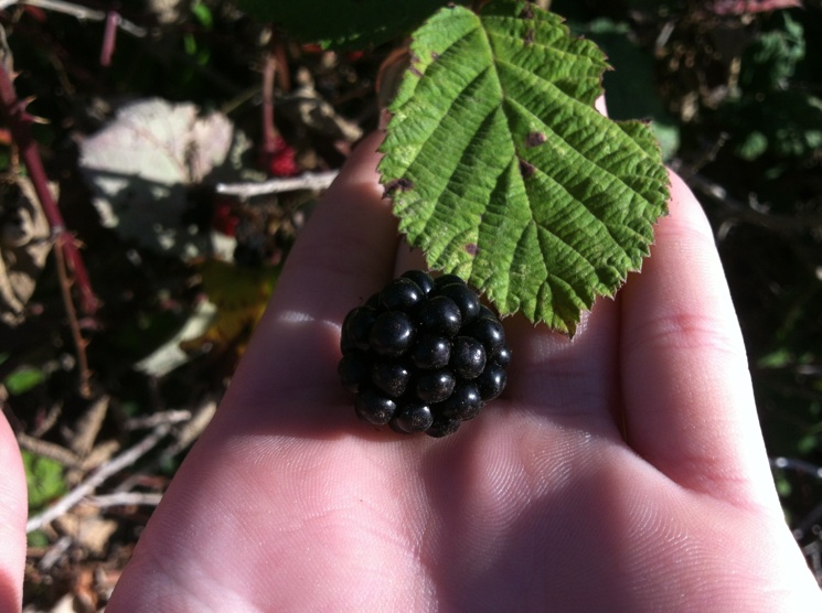 A Tangled Thread: Mom's Award-Winning Blackberry Pie