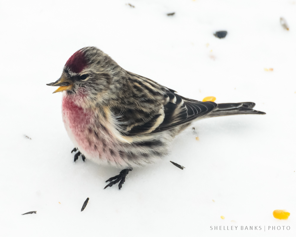 Prairie Nature: Common Redpolls: Winter Prairie Visitors