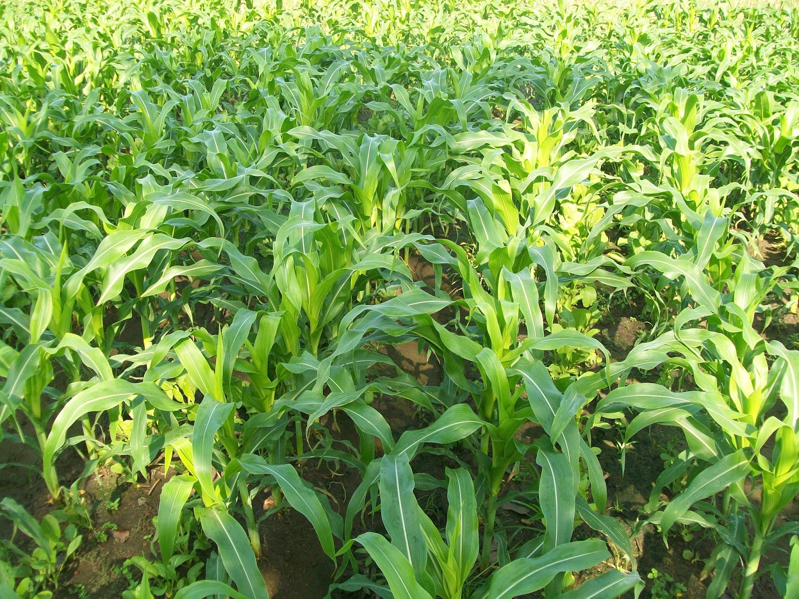 CARA MENANAM / BUDIDAYA JAGUNG MANIS TUMPANG SARI DENGAN SAWI | Pertanian