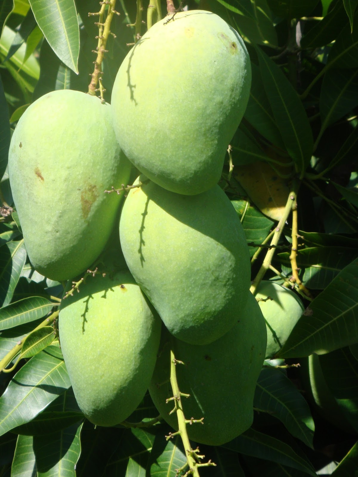 Bibit Tanaman Mangga Madu Anggur jual Bibit Tanaman Mangga Madu Anggur
