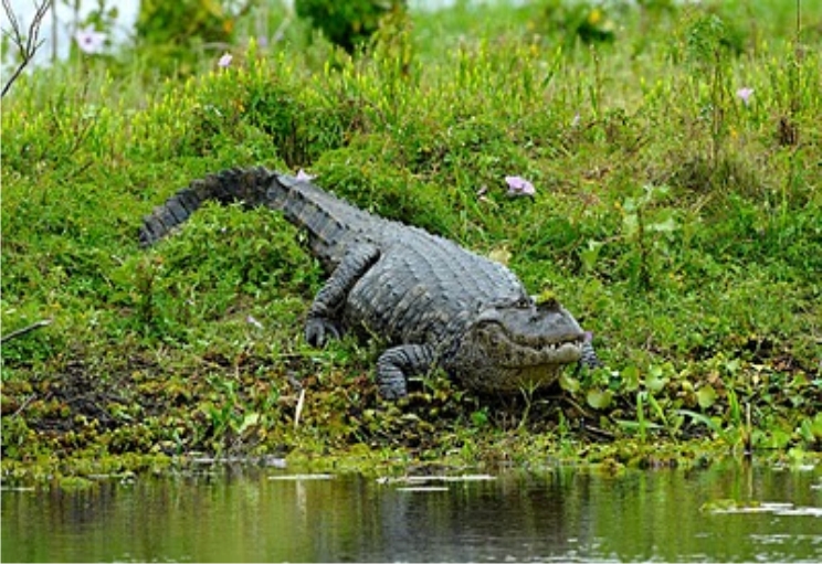 TCHÊ : TURISMO: ESEC TAIM