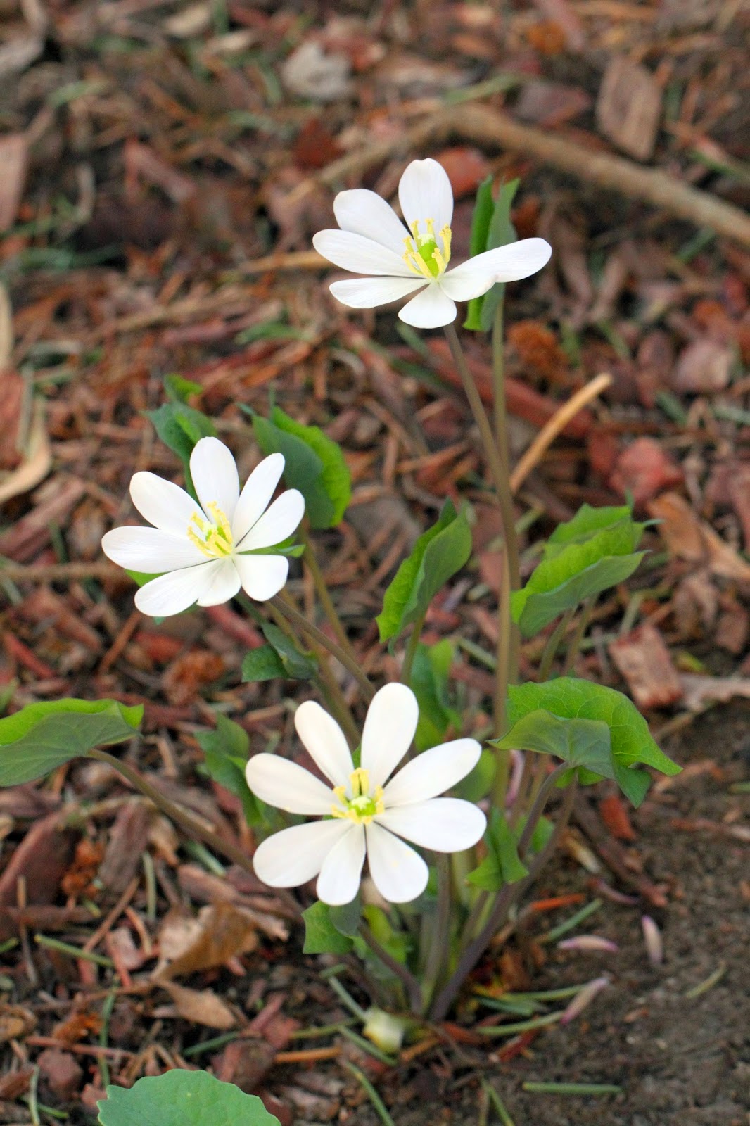 Botanizing Illinois and Beyond: Jeffersonia diphylla (L.) Pers. (Twinleaf)