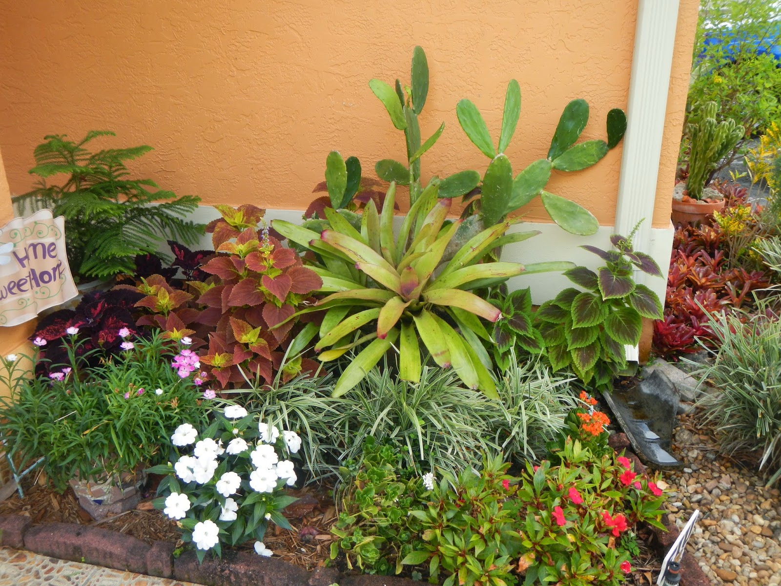 DragonFly Garden: A mix of bromeliads, succulents and annual plants