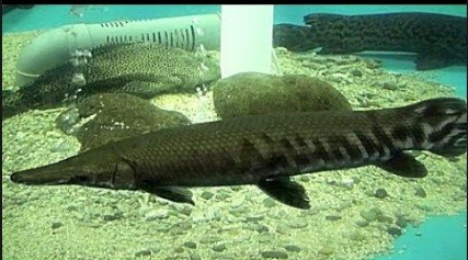 Harga Ikan Aligator Untuk Hiasan Aquarium