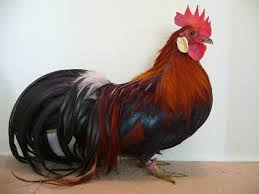 WEBSITE PENGHOBI AYAM: Ayam Eropa