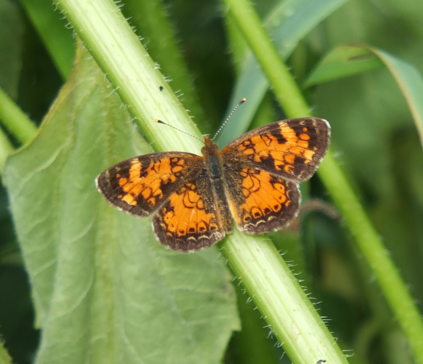 Just Naturally Speaking the Blog: NORTHERN PEARL CRESCENT Butterfly