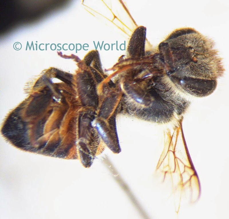 Microscope World Blog: Bee Under Microscope