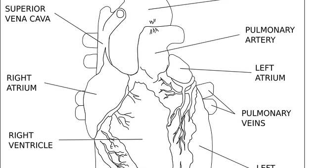 Mengenal Organ Vital Kita : Jantung | Jantung Paru