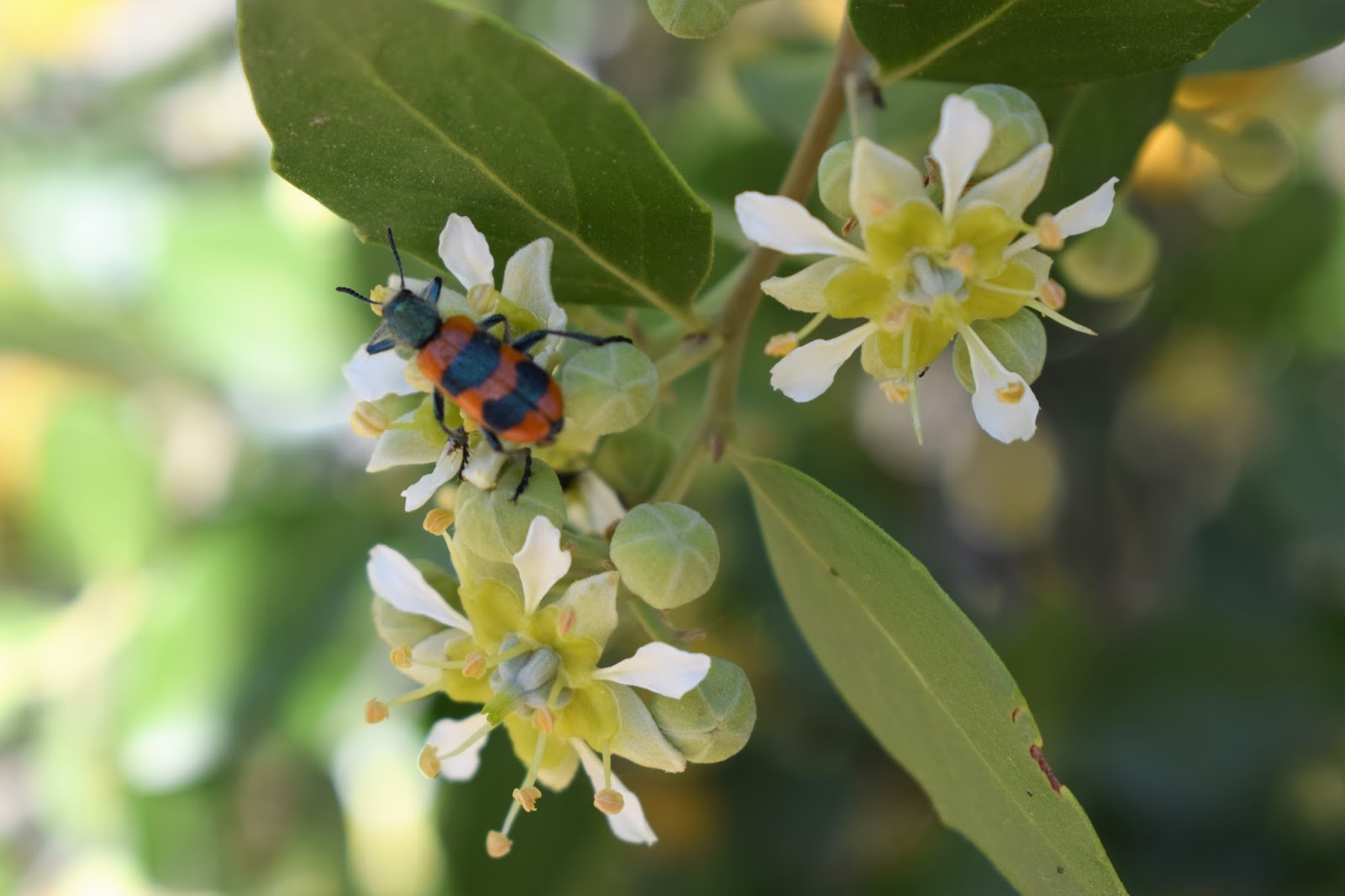 Fernando Ruz: Plantas nativas de Chile: Quillay, küllay, Quillaja saponaria