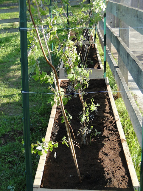 Garden Scrapbook: Raspberry Raised Beds Part 3
