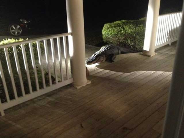 Nothing To Do With Arbroath: Couple greeted by 12-foot, 1,000 lb ...