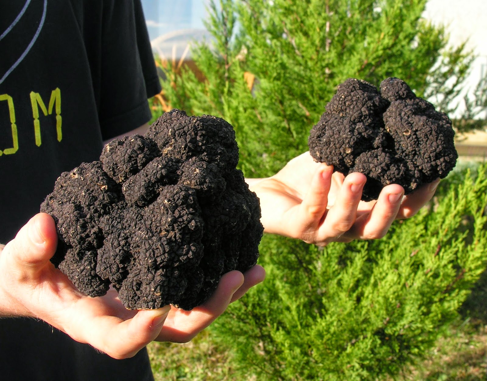 Truffe et compagnie: SCOOP SUR LA TRUFFE NOIRE DANS LE NEW SOUTH WALES ...