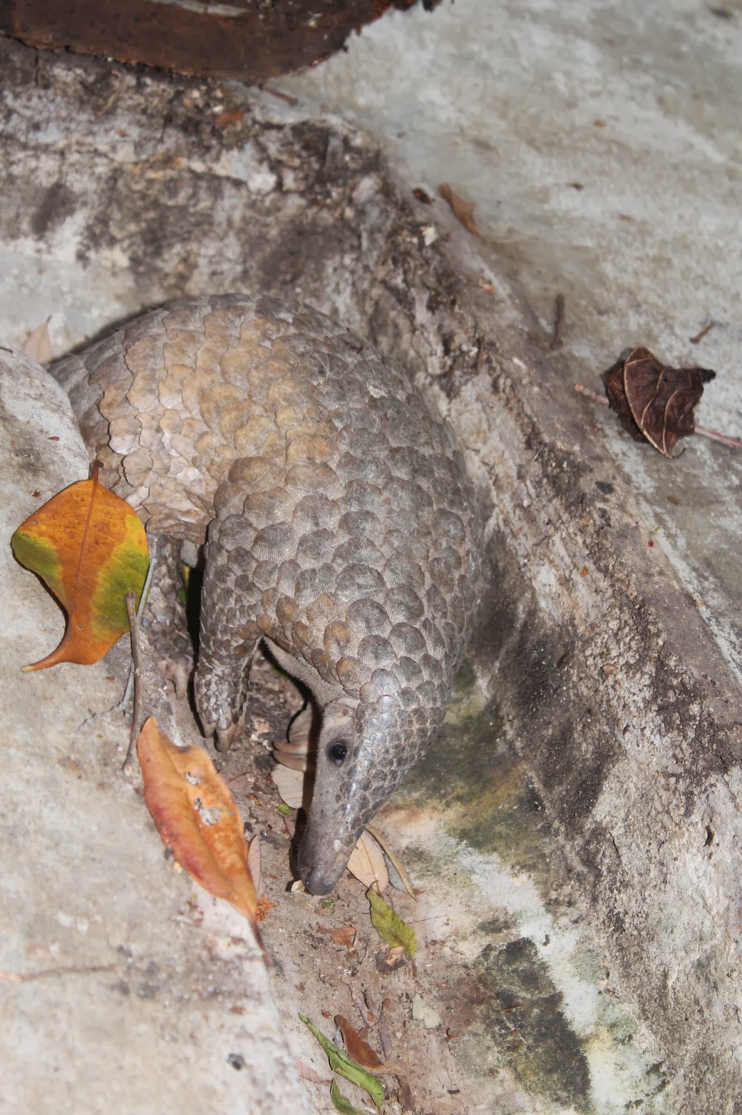 Bedouin Mama: Pangolin down the drain