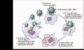 LOS VIRUS: LOS VIRUS ANIMALES