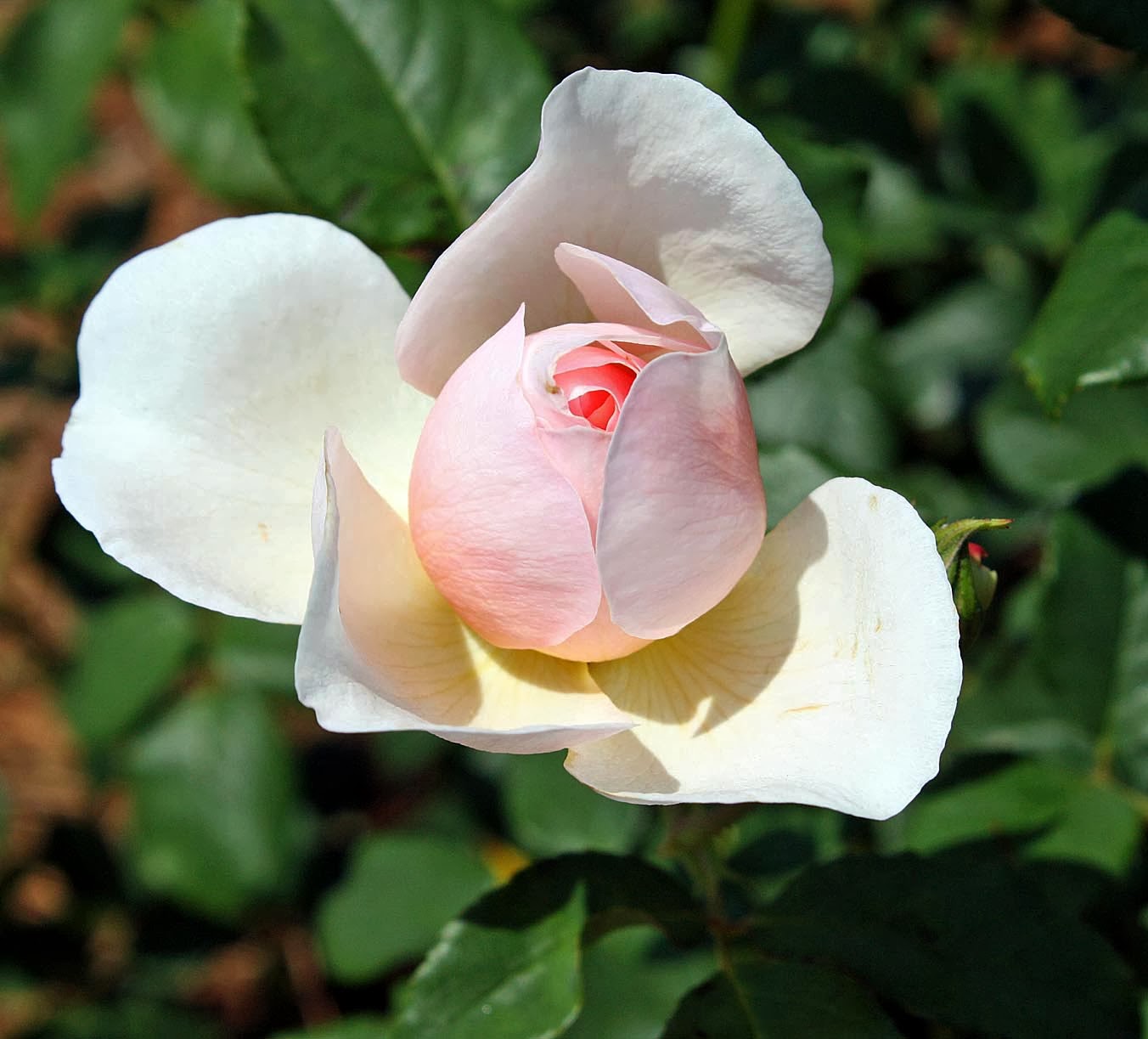 Southern Lagniappe: When God Unfolds the Rose