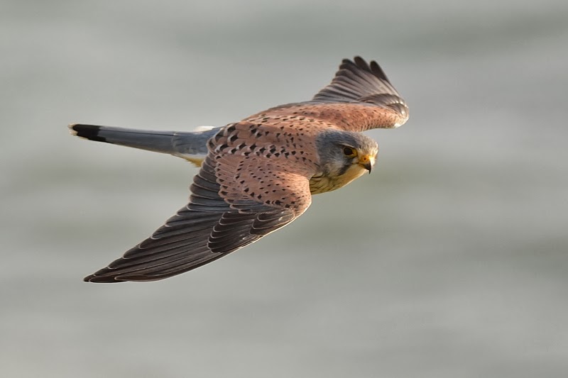 Outdoor Photography: Torenvalk