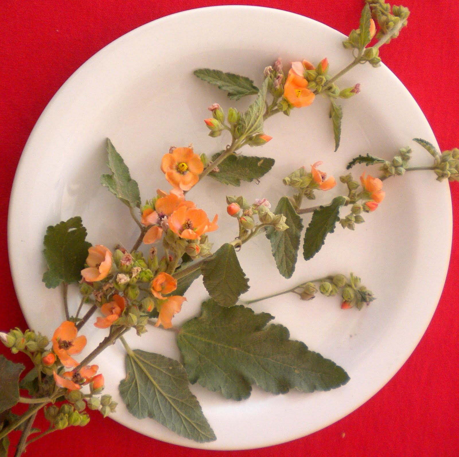 v e r d e c h a c o: Malva blanca / Malvavisco