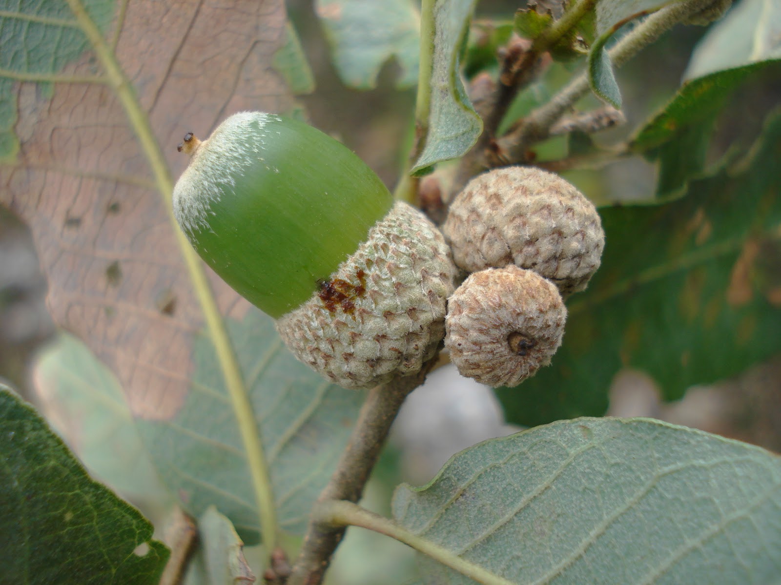 Encinos (Quercus, Fagaceae) de México: Diversidad de encinos en México