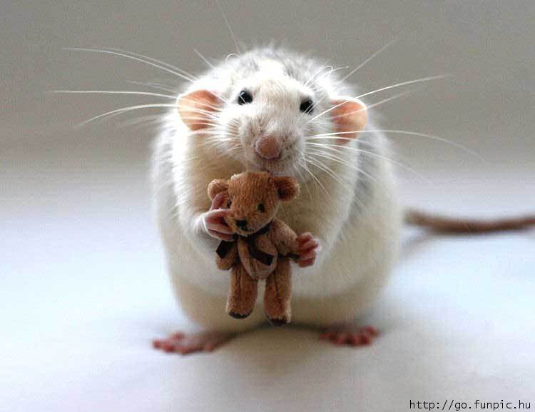 free funny photoS: funny mouse(15.11.2012)