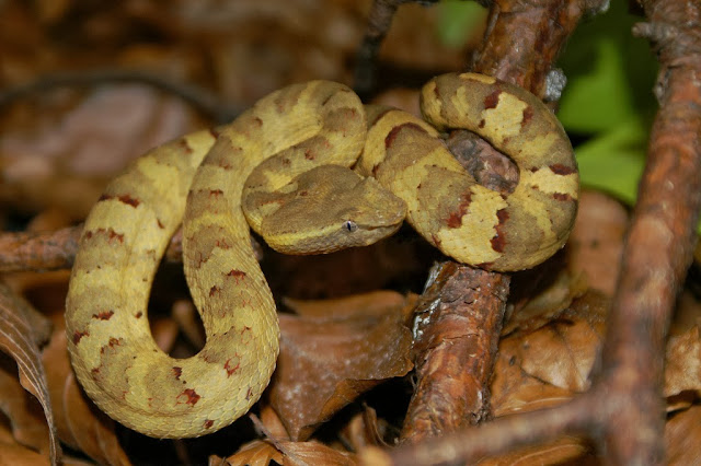 Ular Asli Indonesia: Ular Bandotan Pohon (Trimeresurus puniceus)