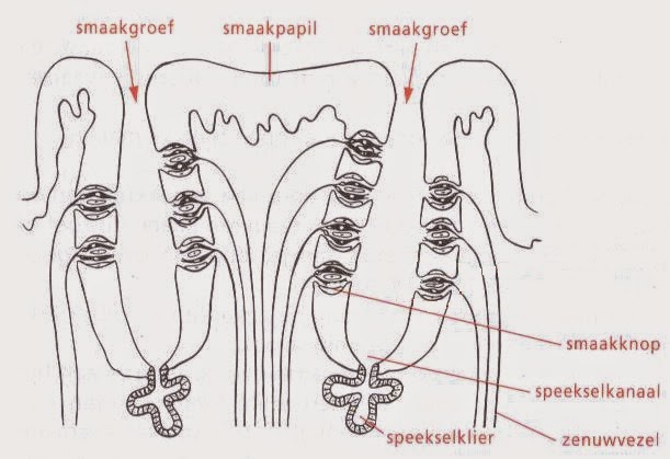 Zintuigen: Tong proeft