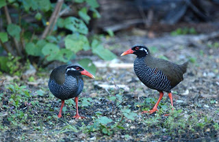 Okinawa Rail - True Wildlife Creatures