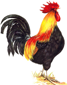 Le coq matinal - Drôles de trucs