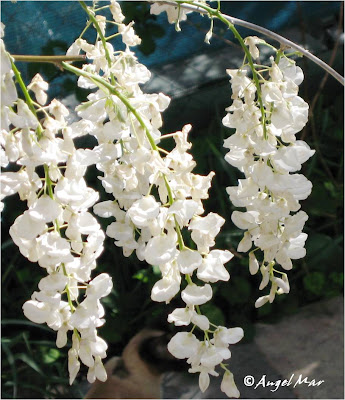 Flores y Bichos ***: Wisteria sinensis (Glicina)