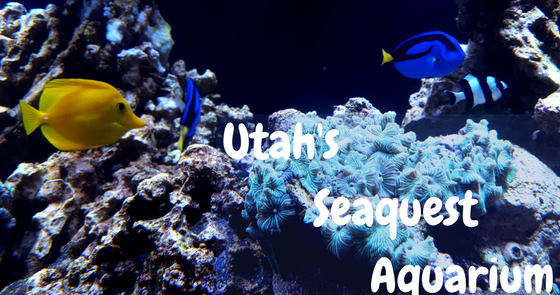 A Local Wander: Get Hands-On at the Seaquest Interactive Aquarium