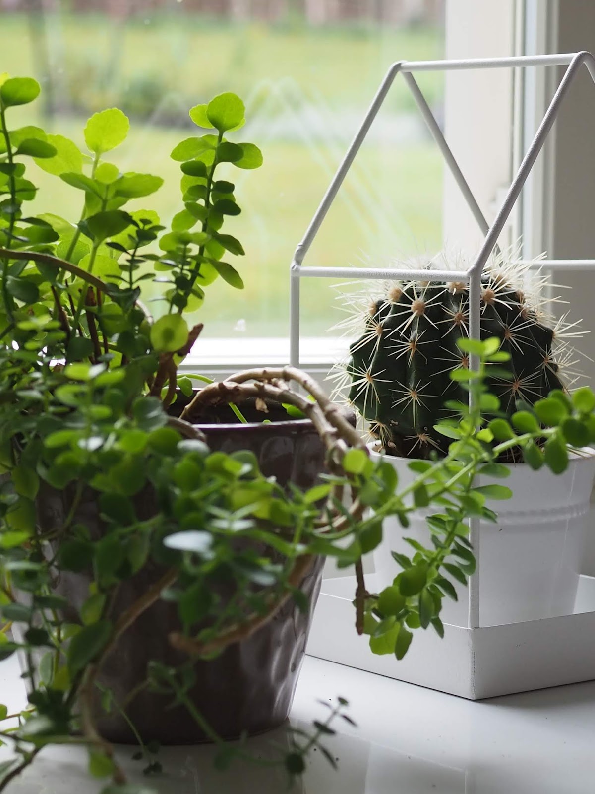 Mansikkatilan mailla: Vihersisustamista - Olohuoneen viherkasvit