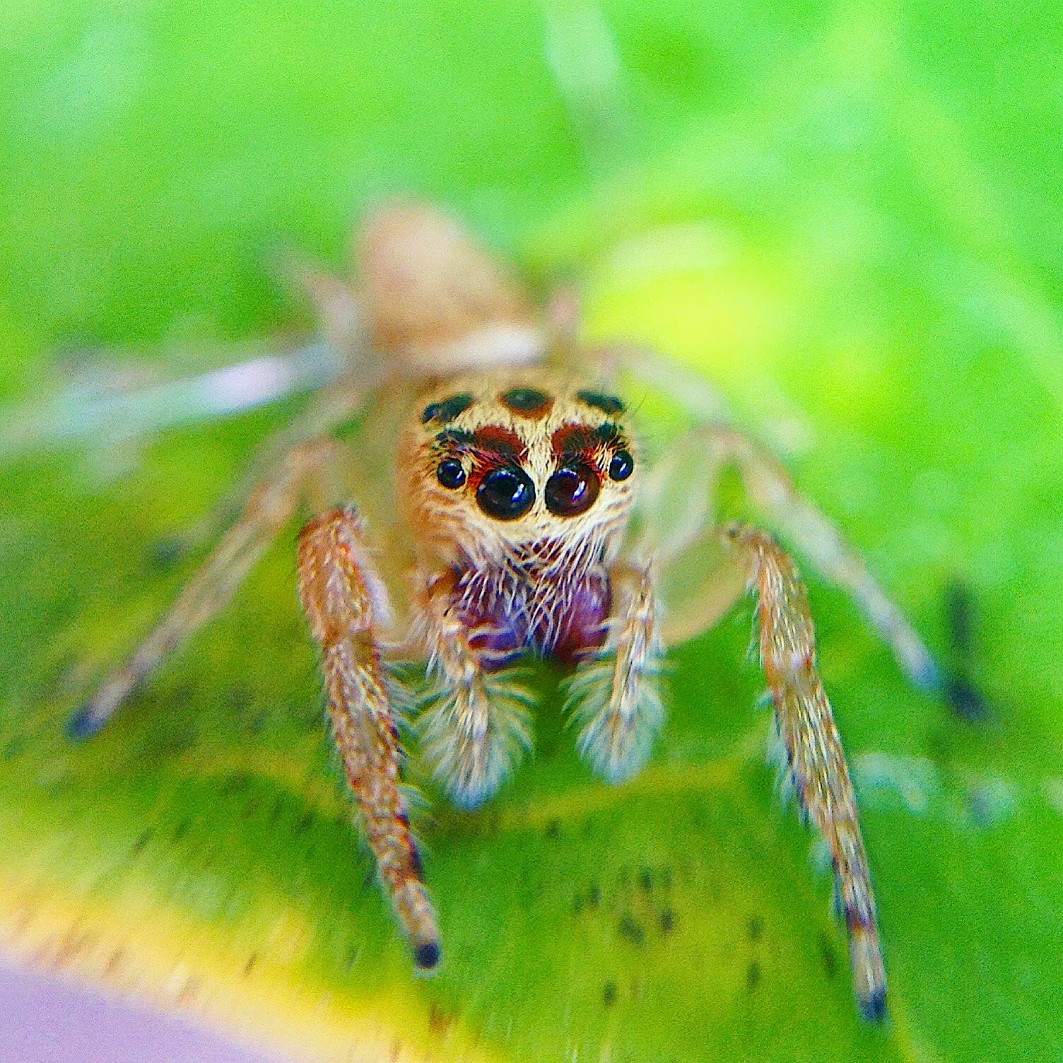 The Insect Diary: Cyclops Jumping Spider: Opisthoncus polyphemus
