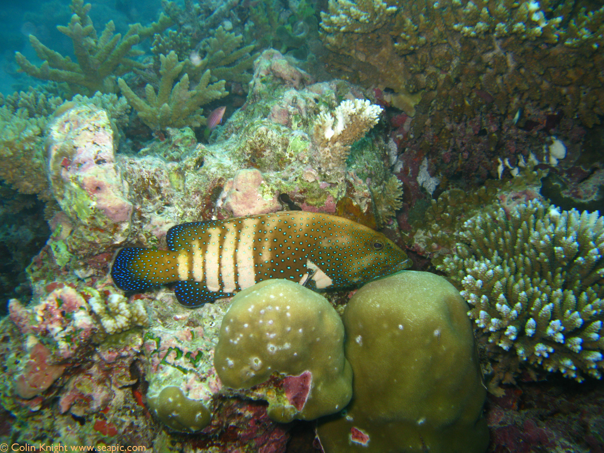 Postcards from Sussex: Sharks at Finger Reef