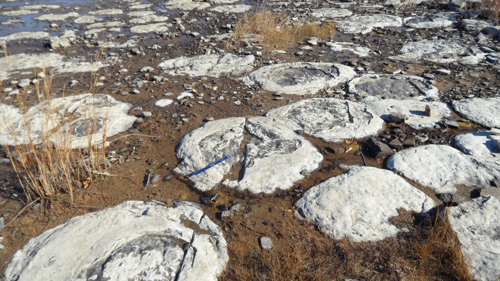Fossils and Geology of Lanark County, Ontario: October 2015
