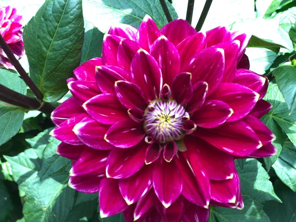 WW : Keindahan Bunga Dahlia